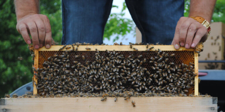 Wesley Clover - Wesley Clover Parks Wraps Up Another Very Busy Summer